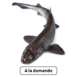 Petite ROUSSETTE Le Choix du Poissonnier - Intermarché
